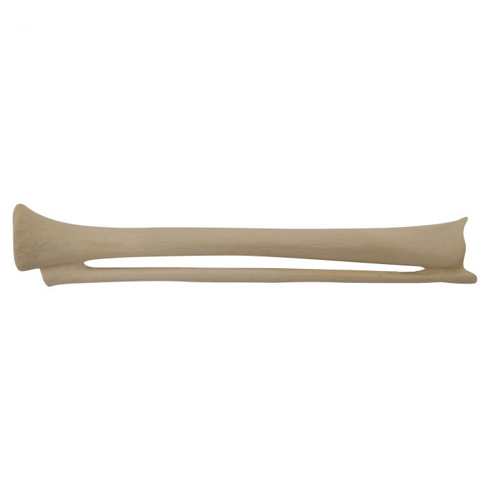 EZ-IO Training Bone (Infant Tibia) – TacTree